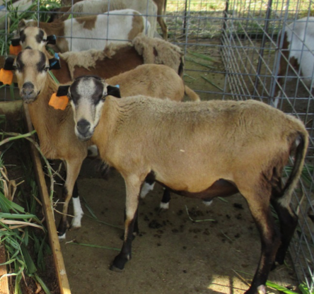 Heat Stress in Sheep | N.C. Cooperative Extension